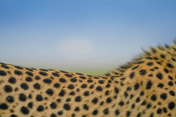 'Spots' – shannonwild